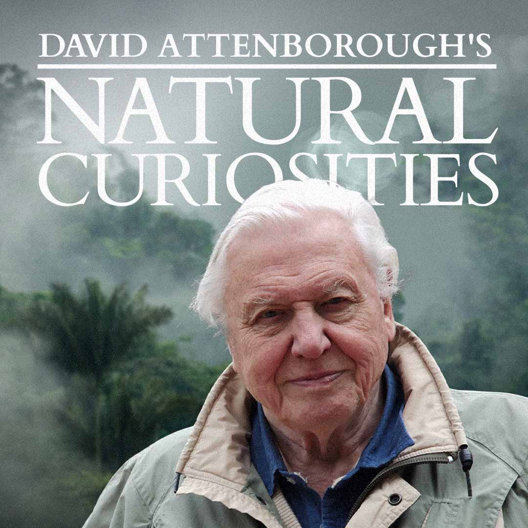Watch David Attenborough's Natural Curiosities on BBC Select