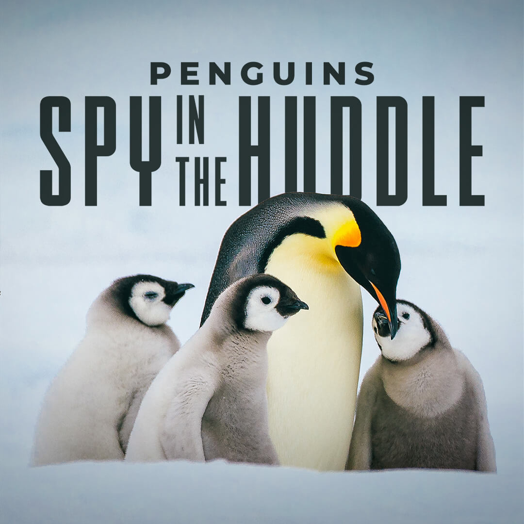 Penguins: Spy In The Huddle - Watch in the US and Canada