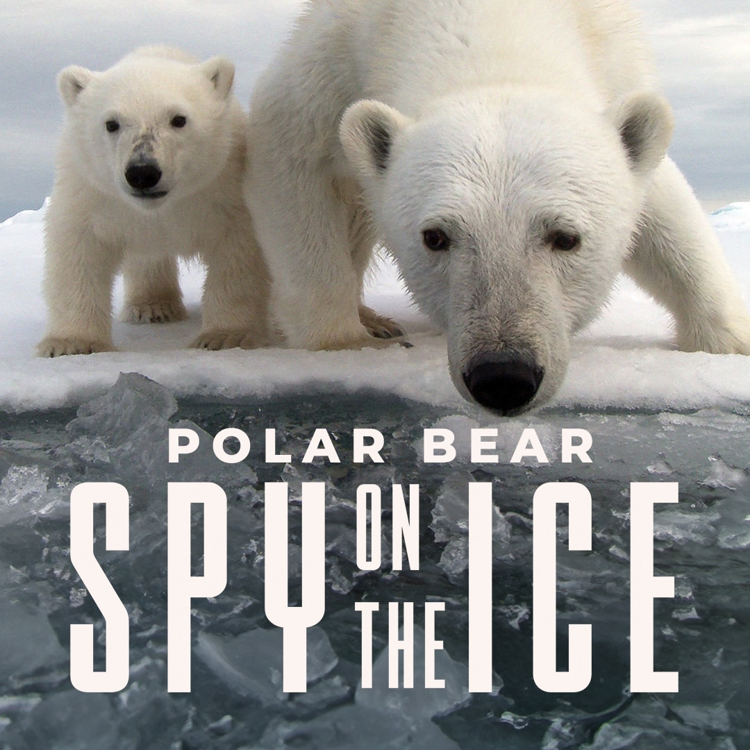 Polar Bear: Spy on the Ice - Stream on BBC Select