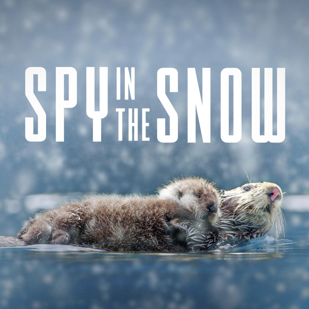 Watch Spy In The Snow on BBC Select