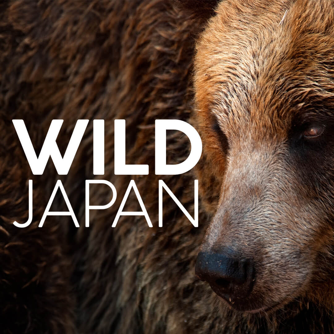 Watch Wild Japan on BBC Select