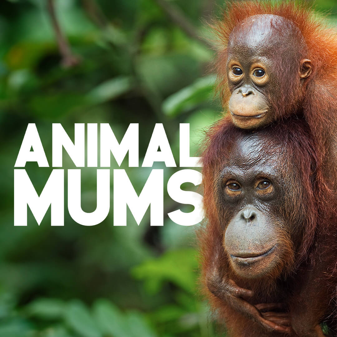Watch Animal Mums on BBC Select