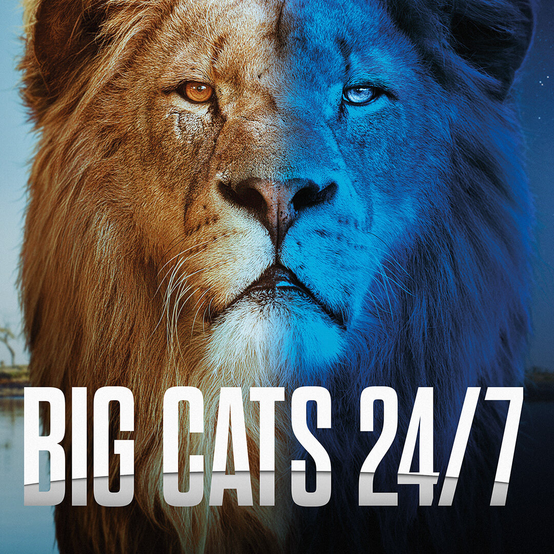 Watch Big Cats 24/7 on BBC Select