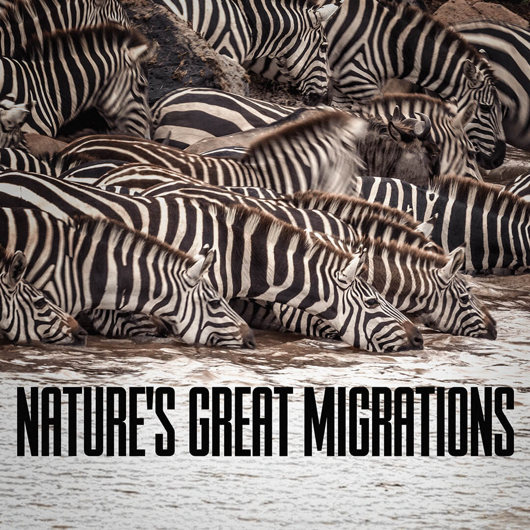 Watch Nature's Great Migrations on BBC Select